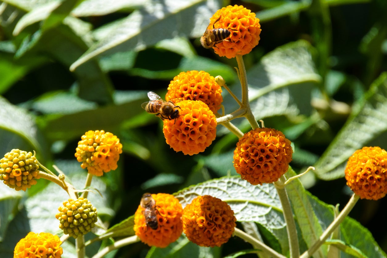 Expert Tips for Attracting Bees and Other Pollinators to Your Yard