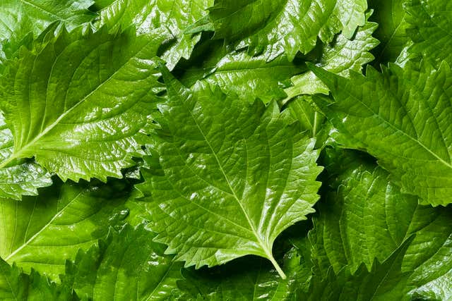 Meet Shiso, the Japanese Herb That Tastes Like Summer - Forks Over Knives