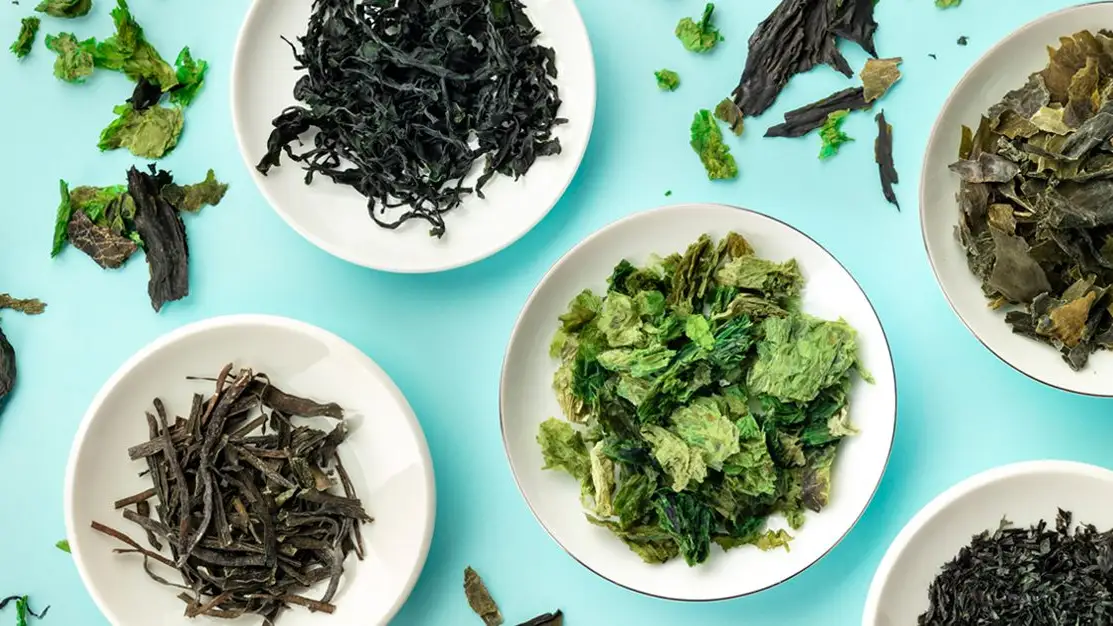 seaweed varieties