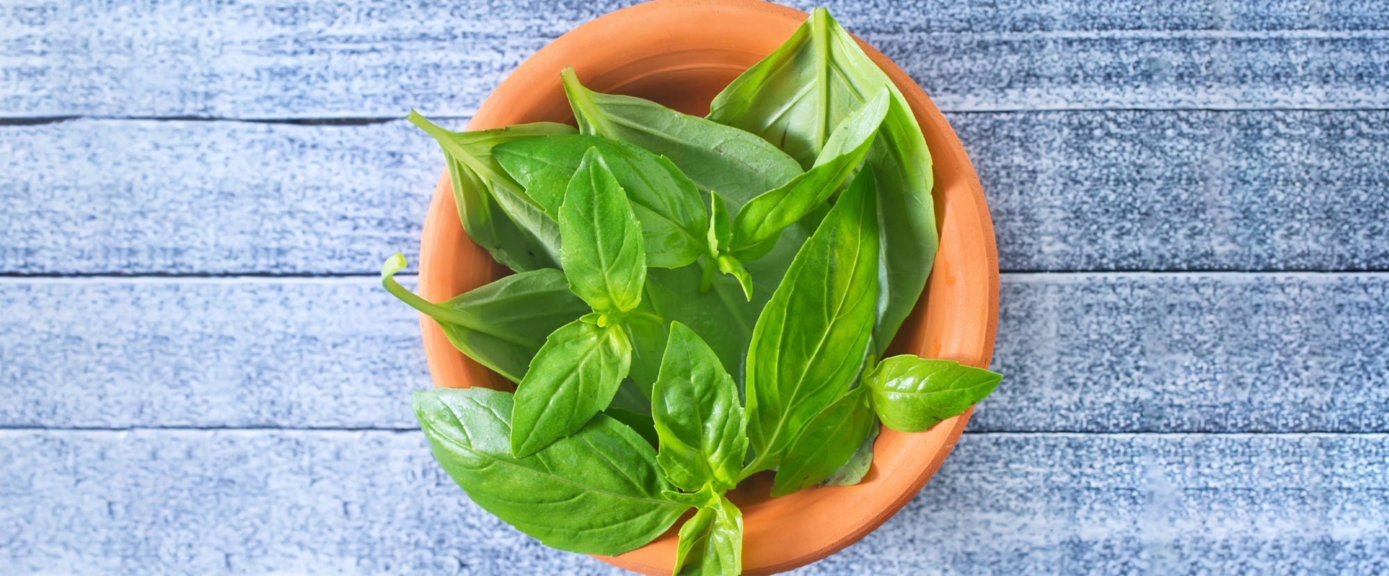Everything You Need to Know About Basil - Forks Over Knives