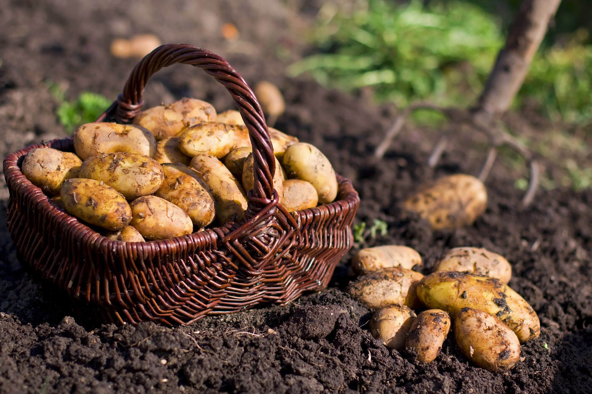 Animal Agriculture, Hunger, and How to Feed a Growing Global Population ...
